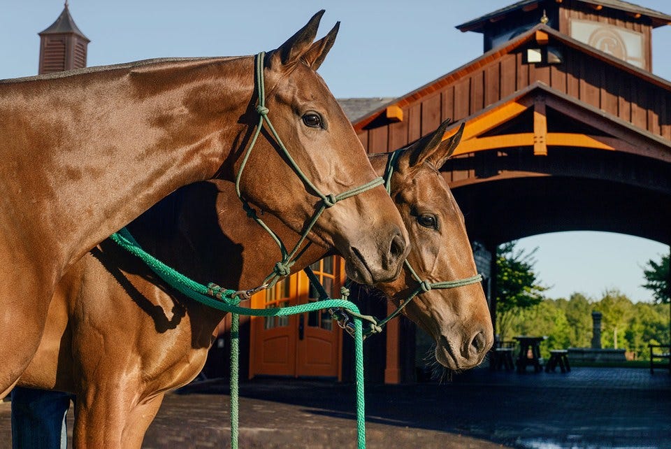 Genetically Modified Horses