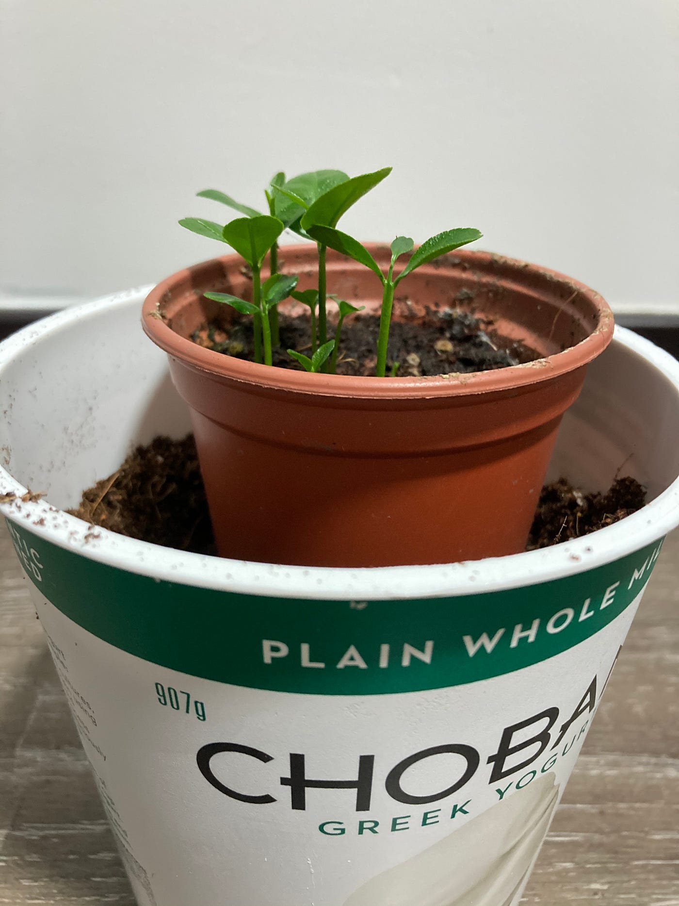 Transplanting The Little Mandarin That Grew By 000farm, 42% OFF