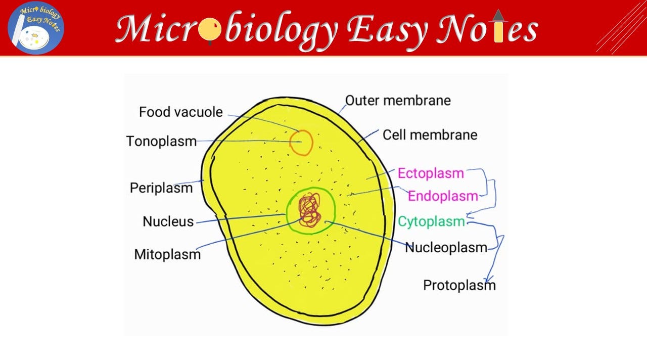 Nucleoplasm