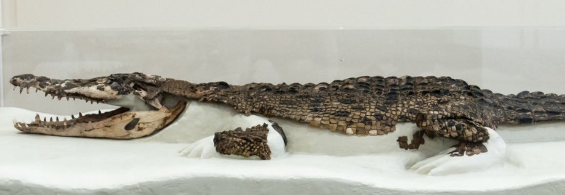 Lolong Taxidermy