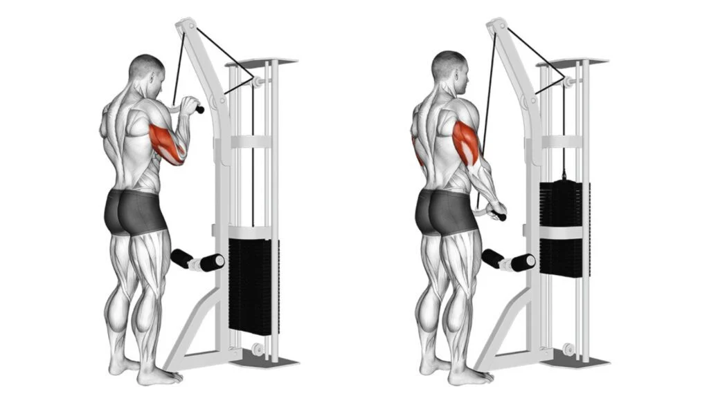 Cable Tricep Pushdown