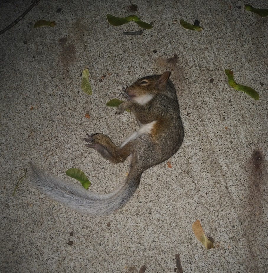 Dead Baby Squirrel