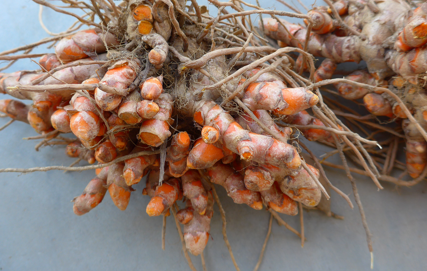 Turmeric Root Plant