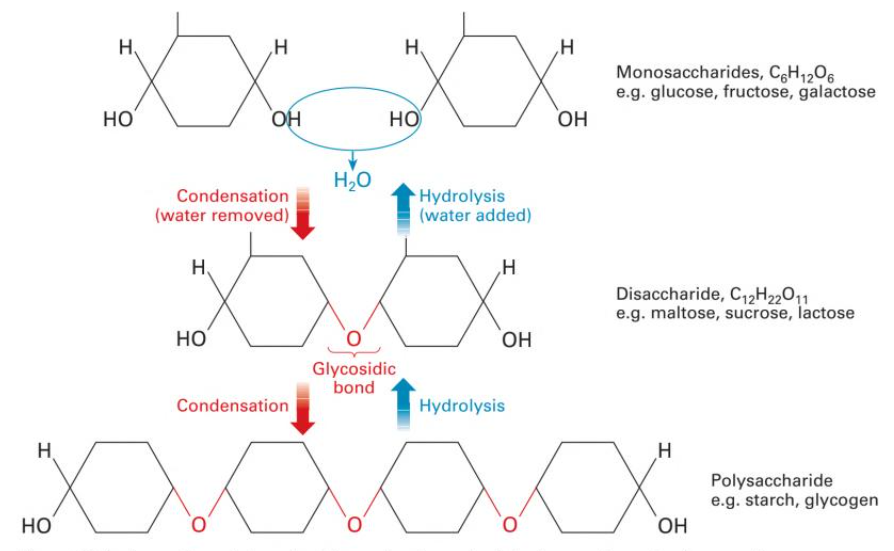 Condensation Reaction Glucose