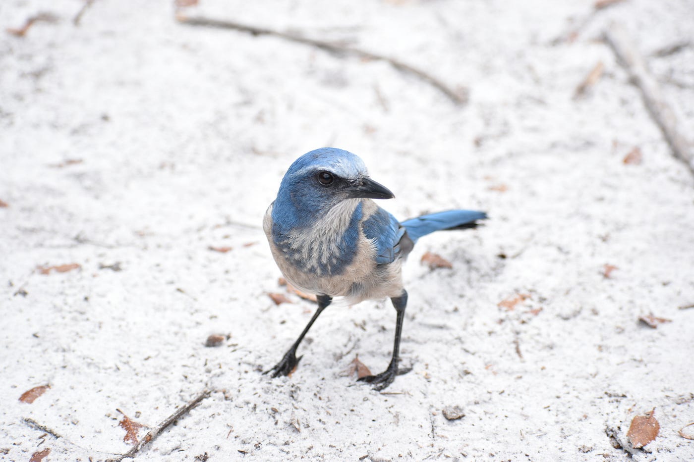 Florida Scrub Jay Bird