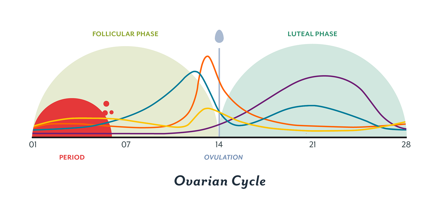 Ovarian Cycle Vs Uterine Cycle Chart Taking A Closer Look At The