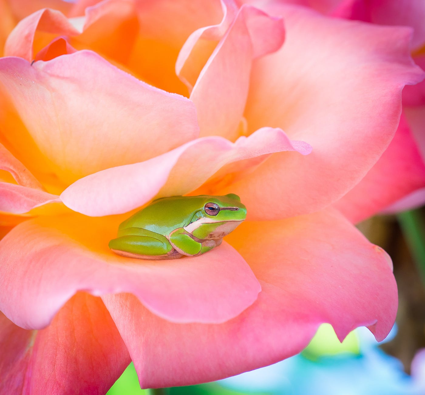 Spiritual meaning of frog in a dream 60 photos - Astrologytoyou.com