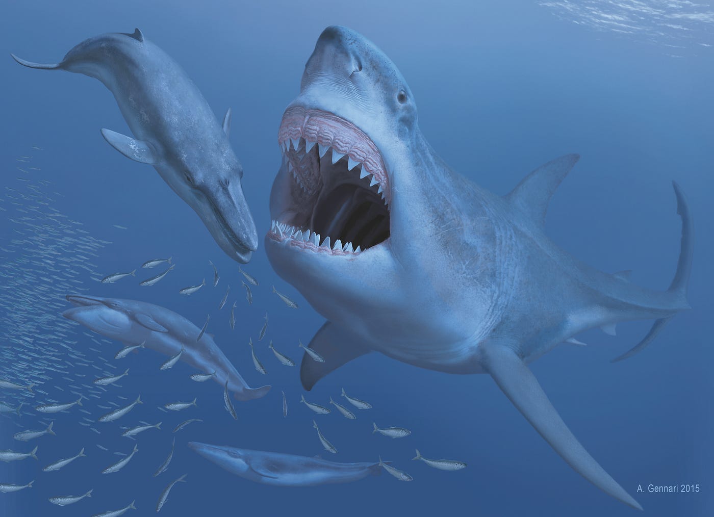 Great White Shark Bite Force