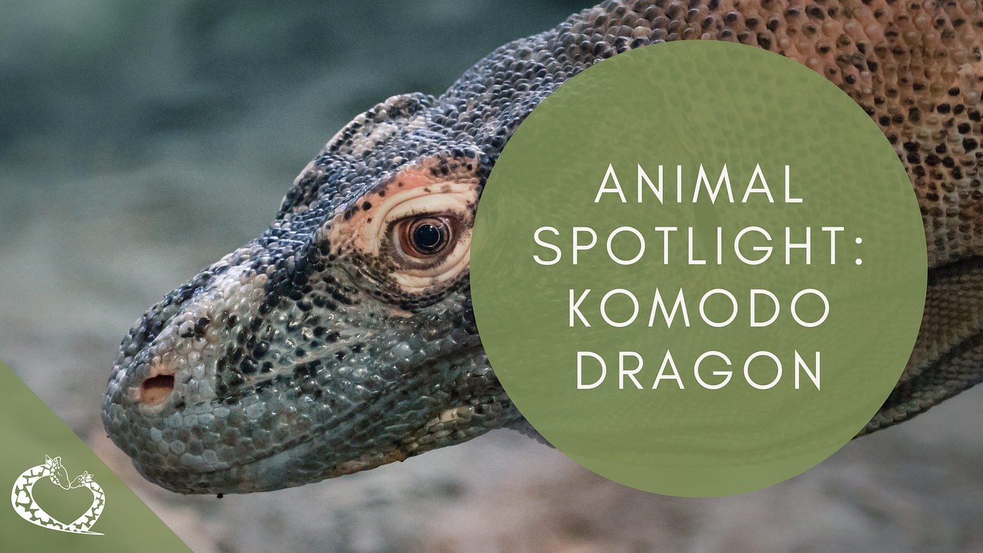 Komodo Dragons Eating Habits