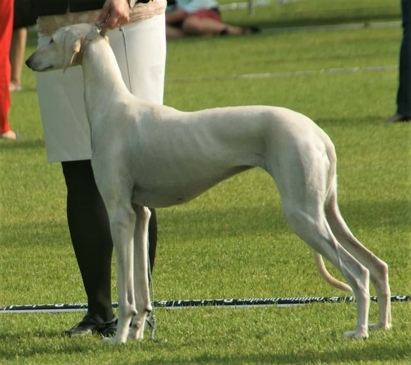 White Saluki