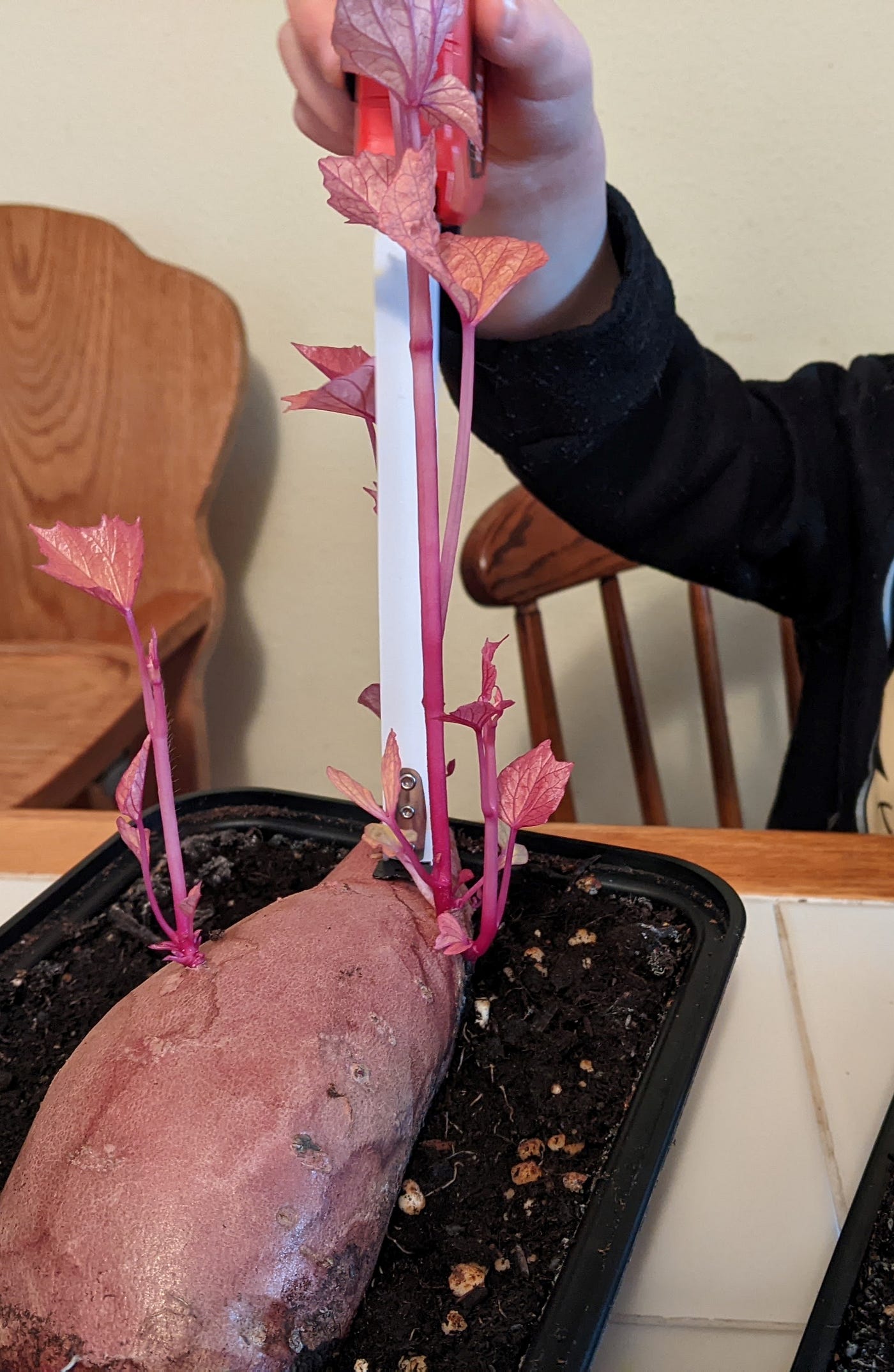 Sprouting Sweet Potato Preschool Science Experiment