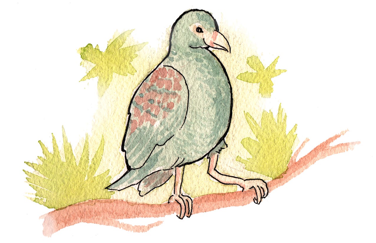 Tooth Billed Pigeon