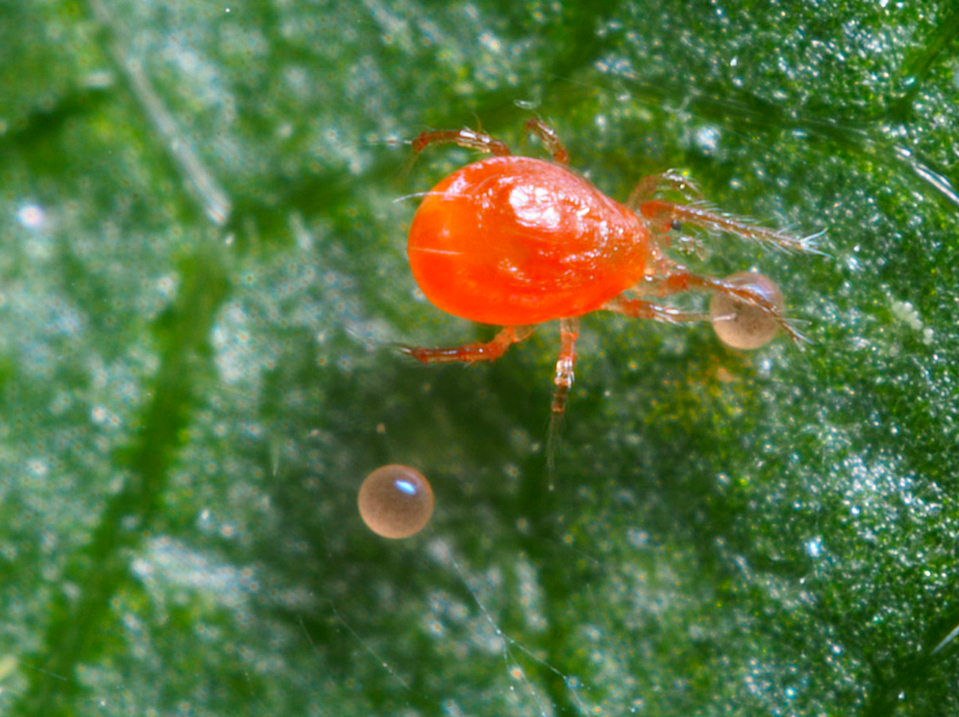 Spider Mite Eggs Red