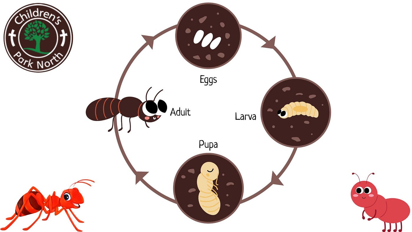Life Cycle Of An Ant