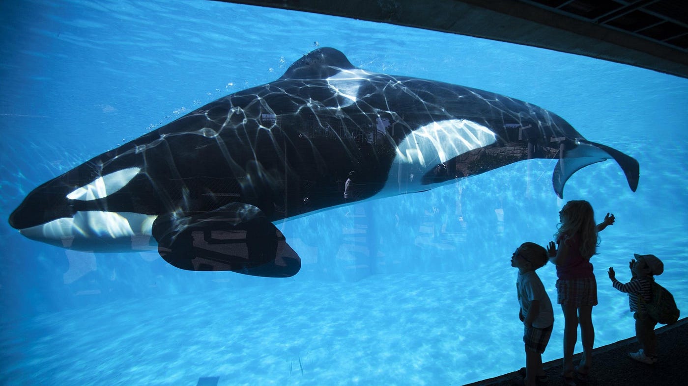 Blackfish Documentary Online