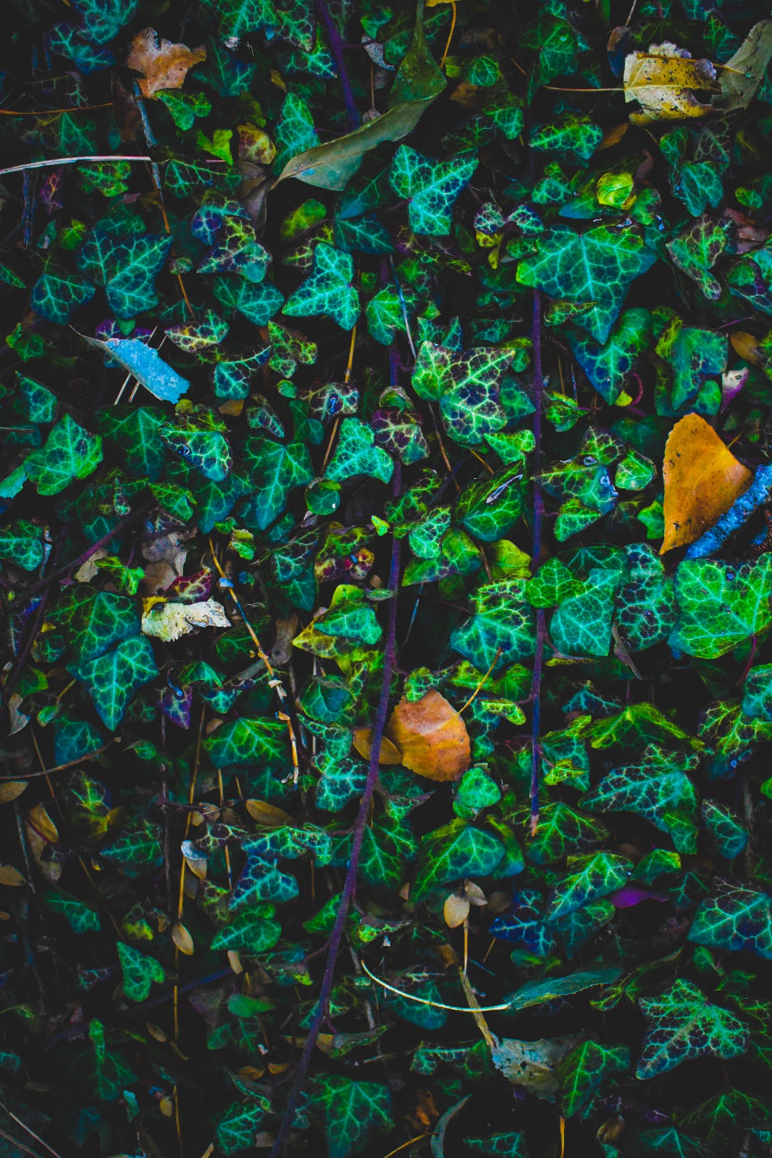 Colorful Things Photography