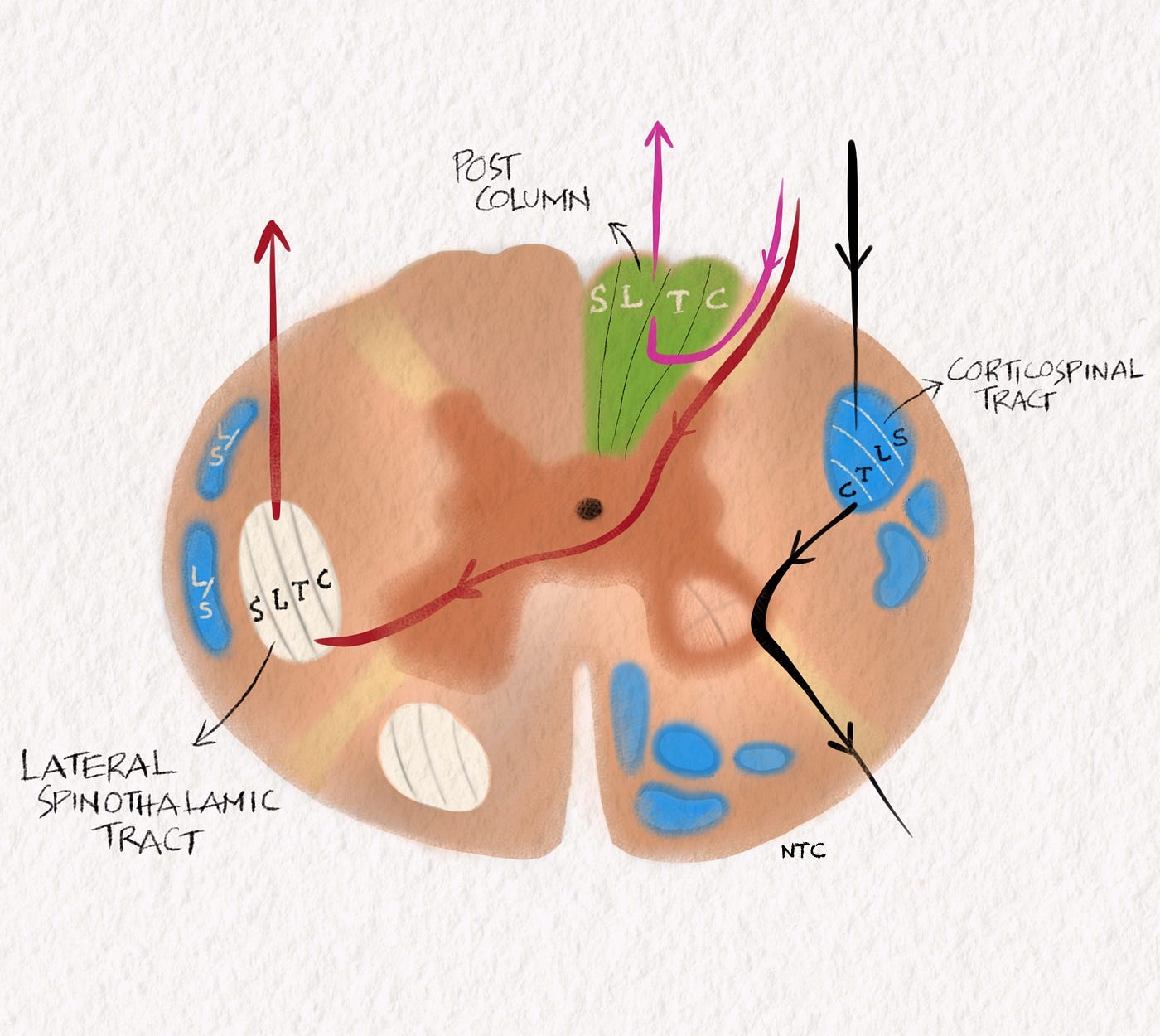 Spinal Cord Anatomy Tracts