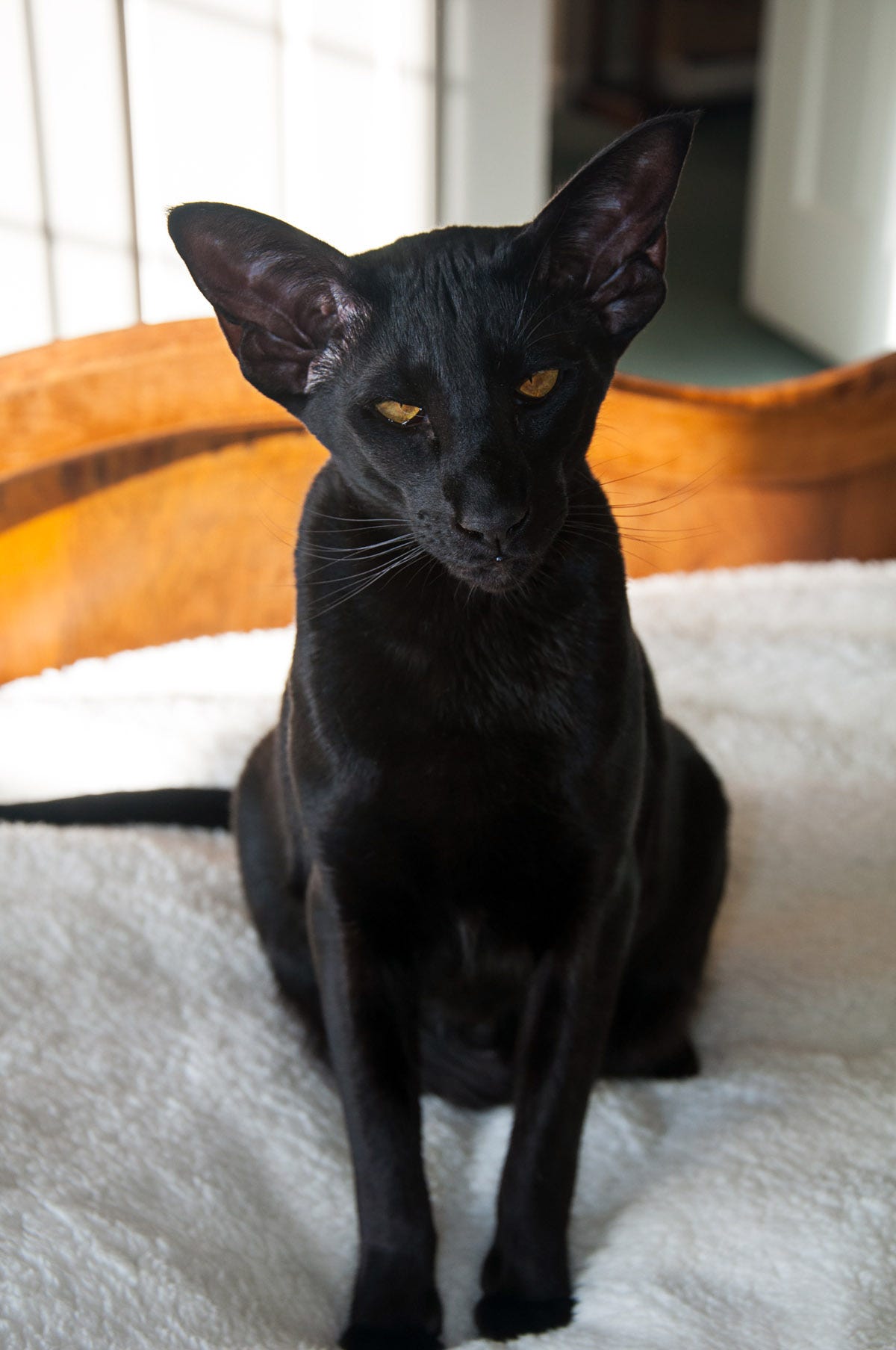 Oriental Shorthairs