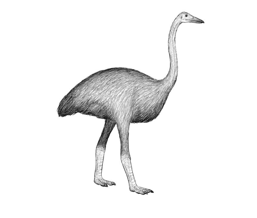 Aepyornis Madagascar Bird