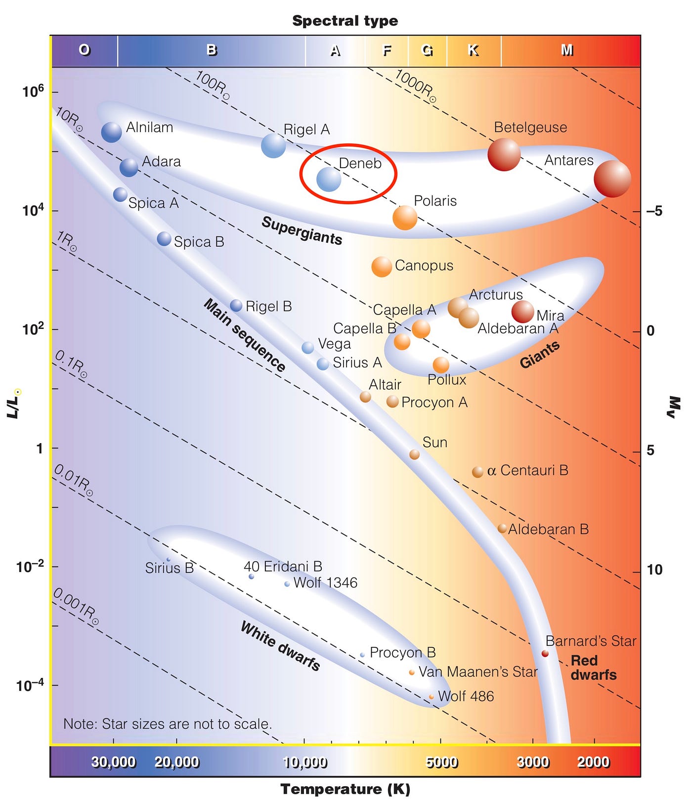 The Star Deneb Compared To Sun