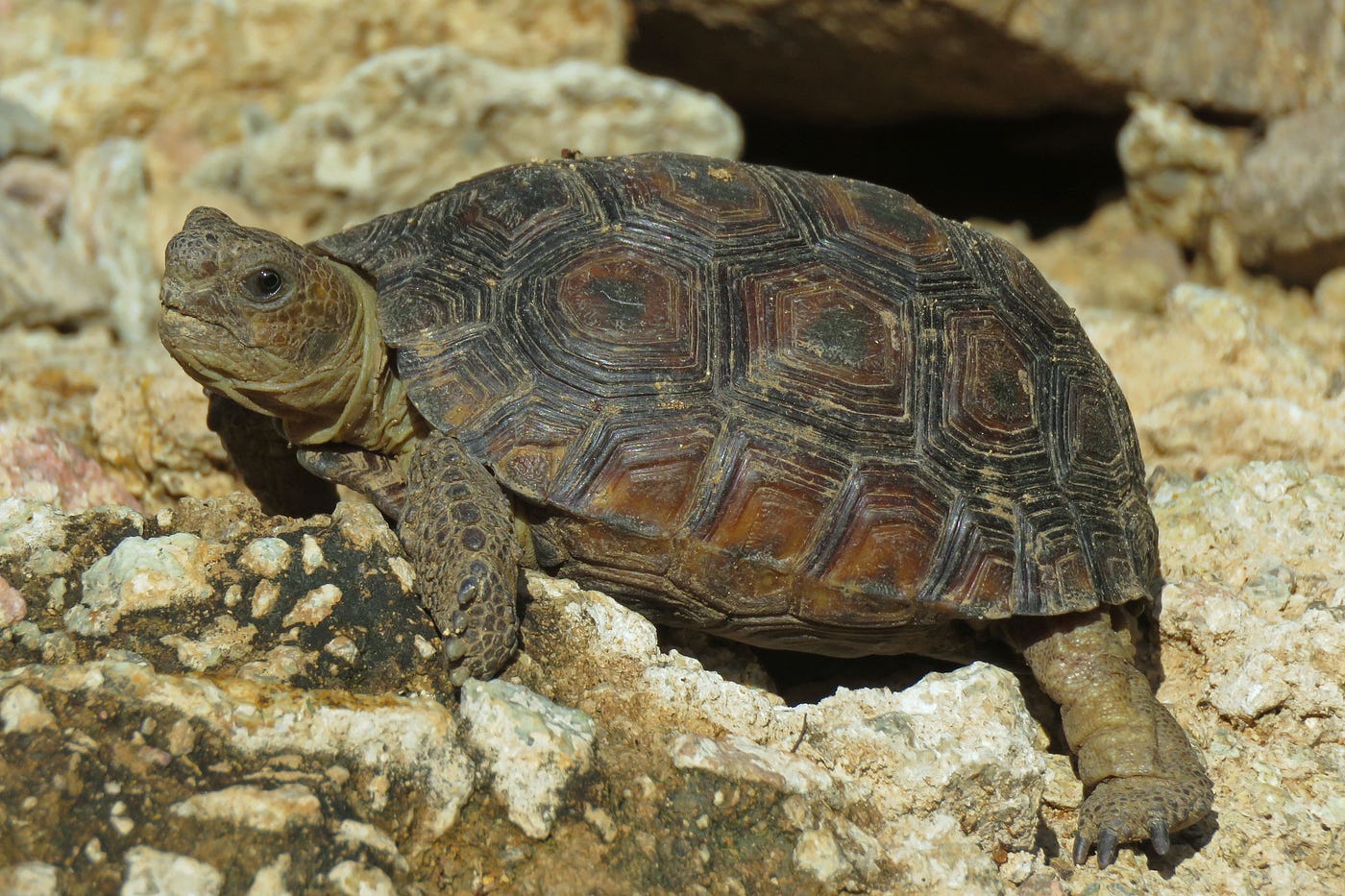 Sonoran Desert Tortoise