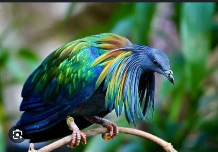 Most Beautiful Birds In The World Colorful Birds | 36 Most Beautiful