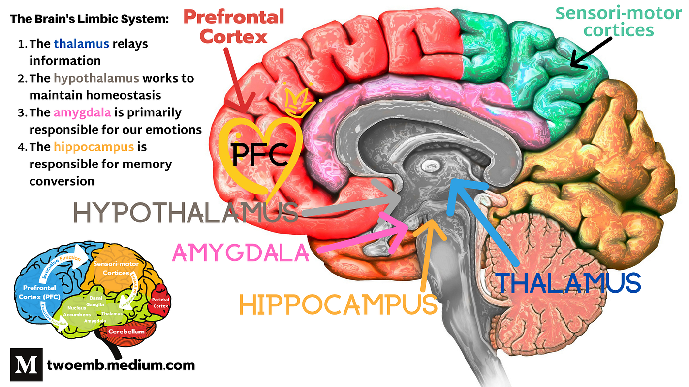 Oppositional Defiant Disorder Brain