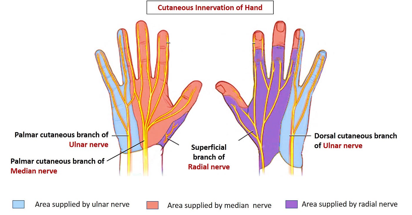 Nerves Of The Hand