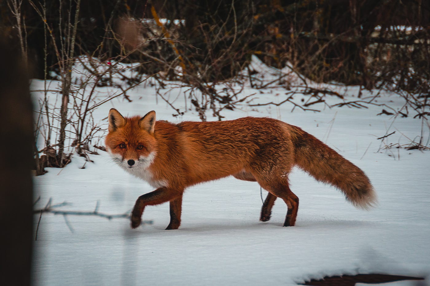 Hedgehog And Fox