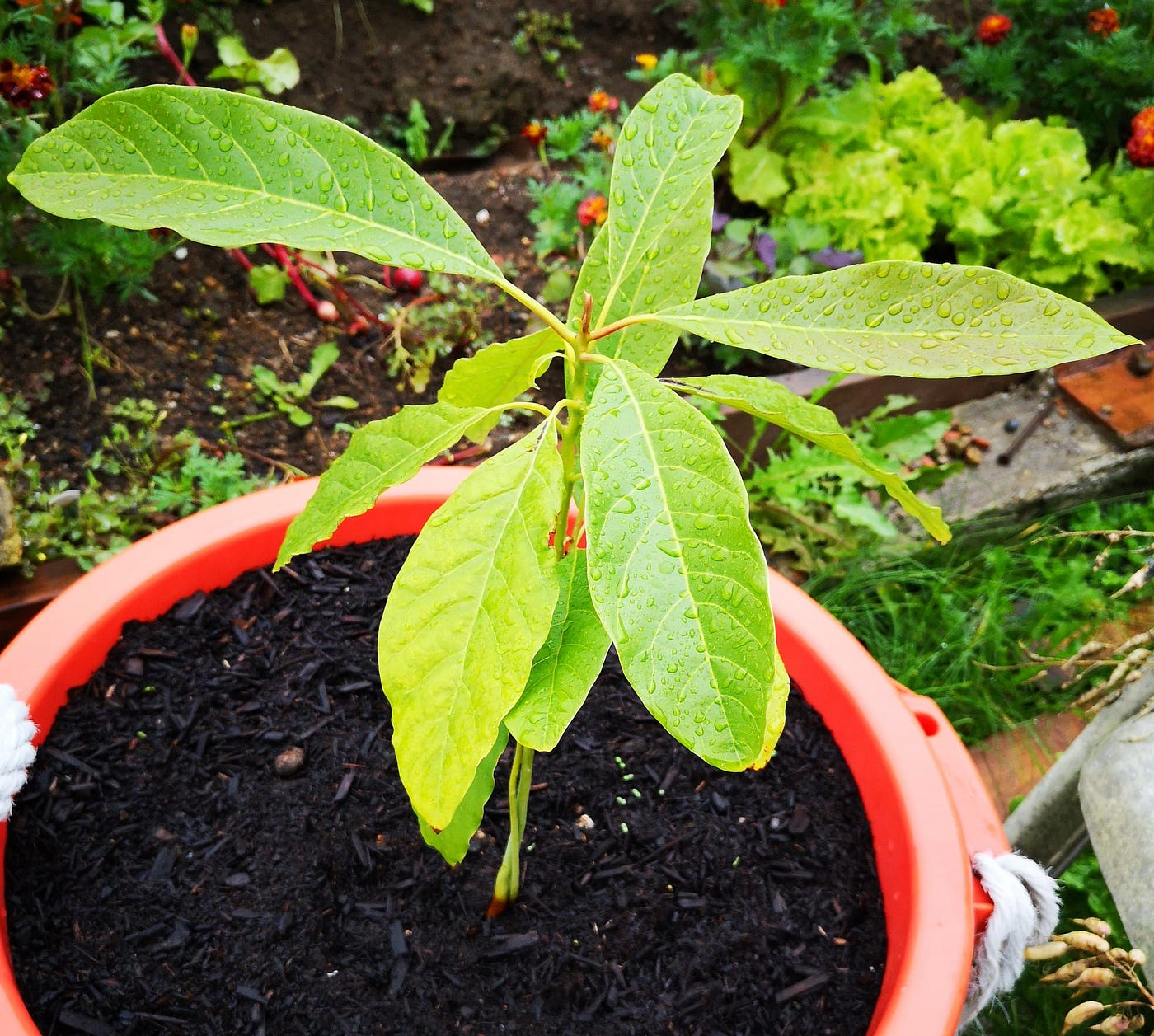 Growing Avacados In A Greenhouse How To Grow Avocados: Tree Varieties,