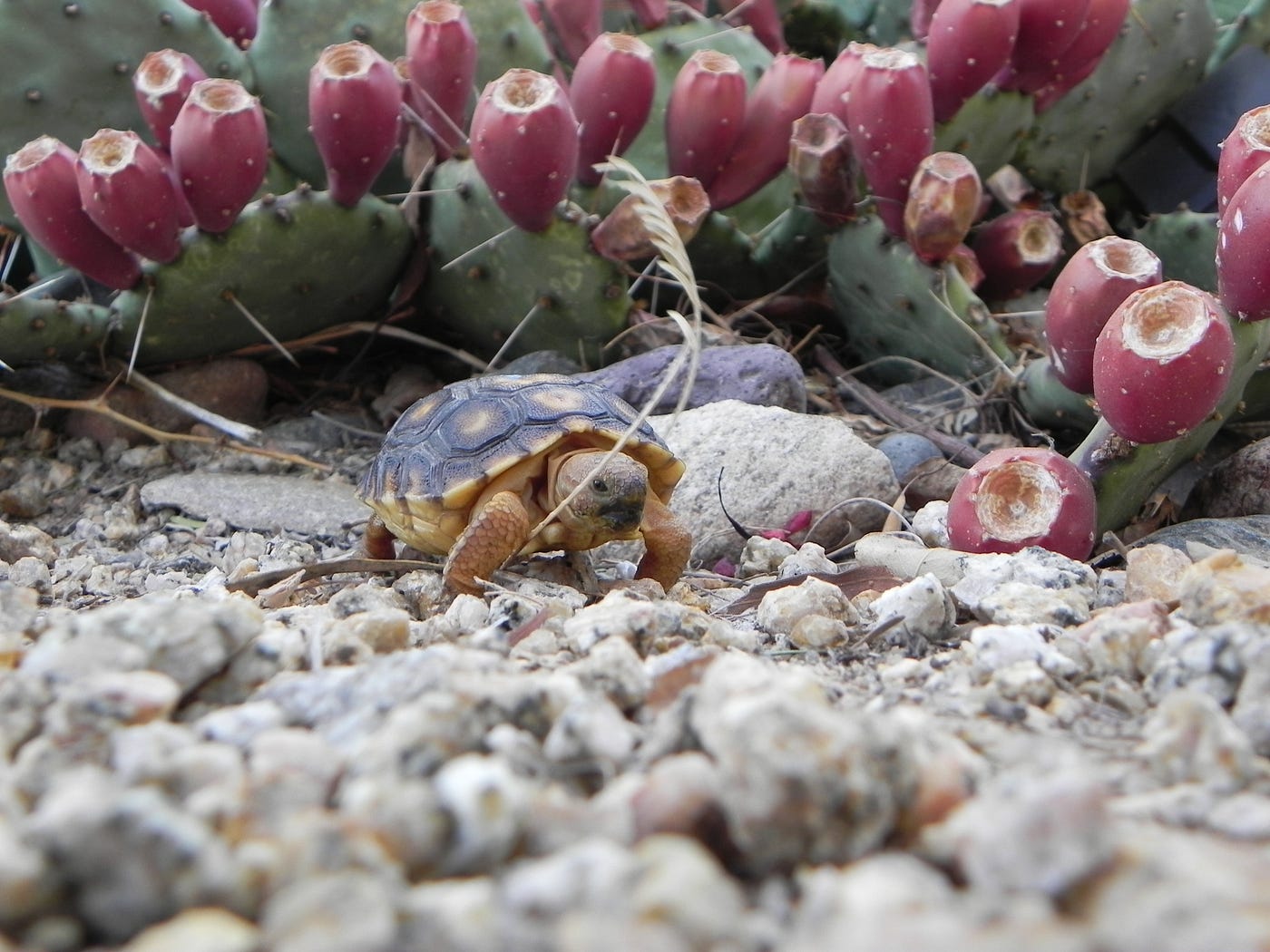 Baby Desert Tortoise Eating