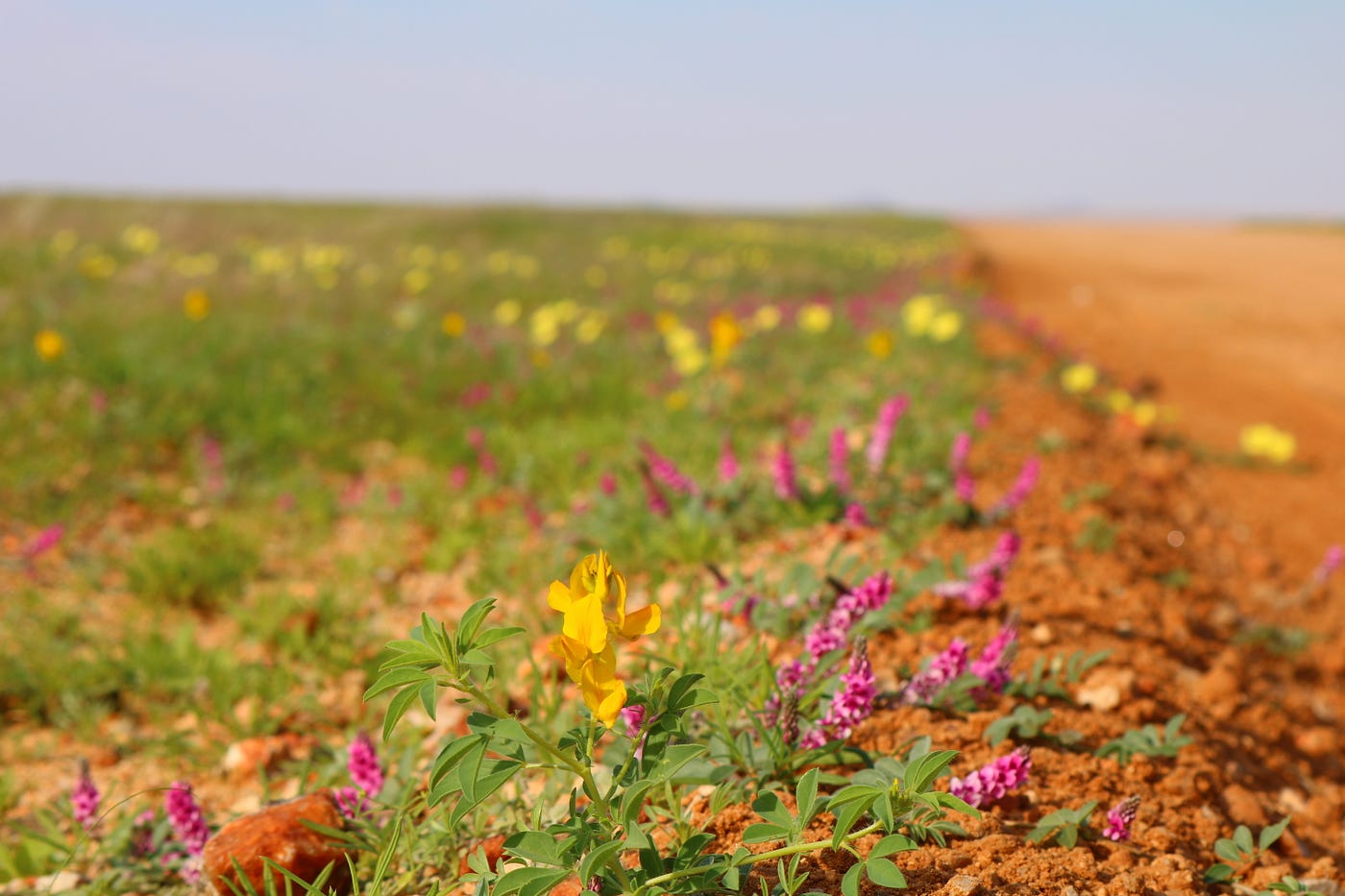 Kalahari Desert Flowers