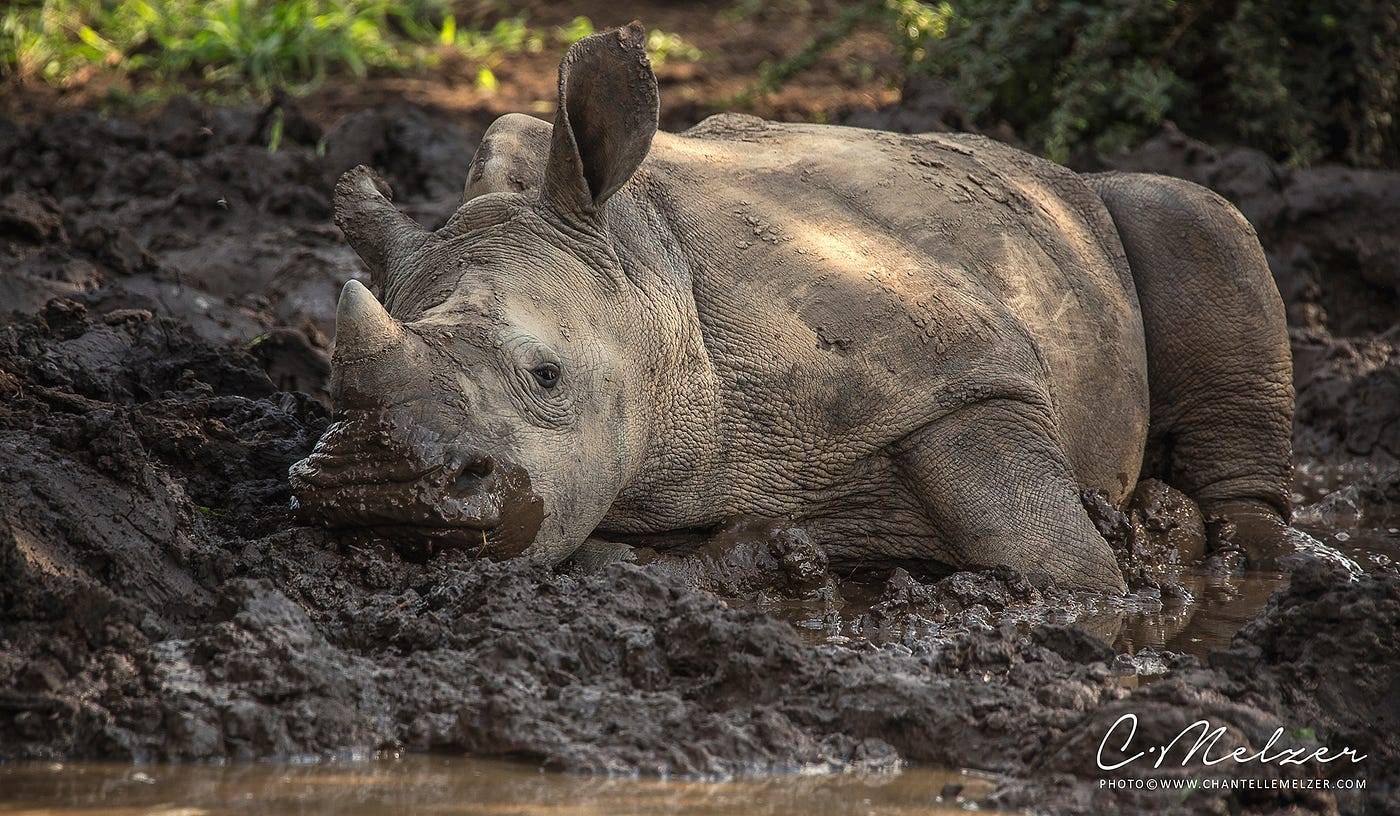 One Happy Rhino A White Rhinoceros Rolls Over On Its The Last Two