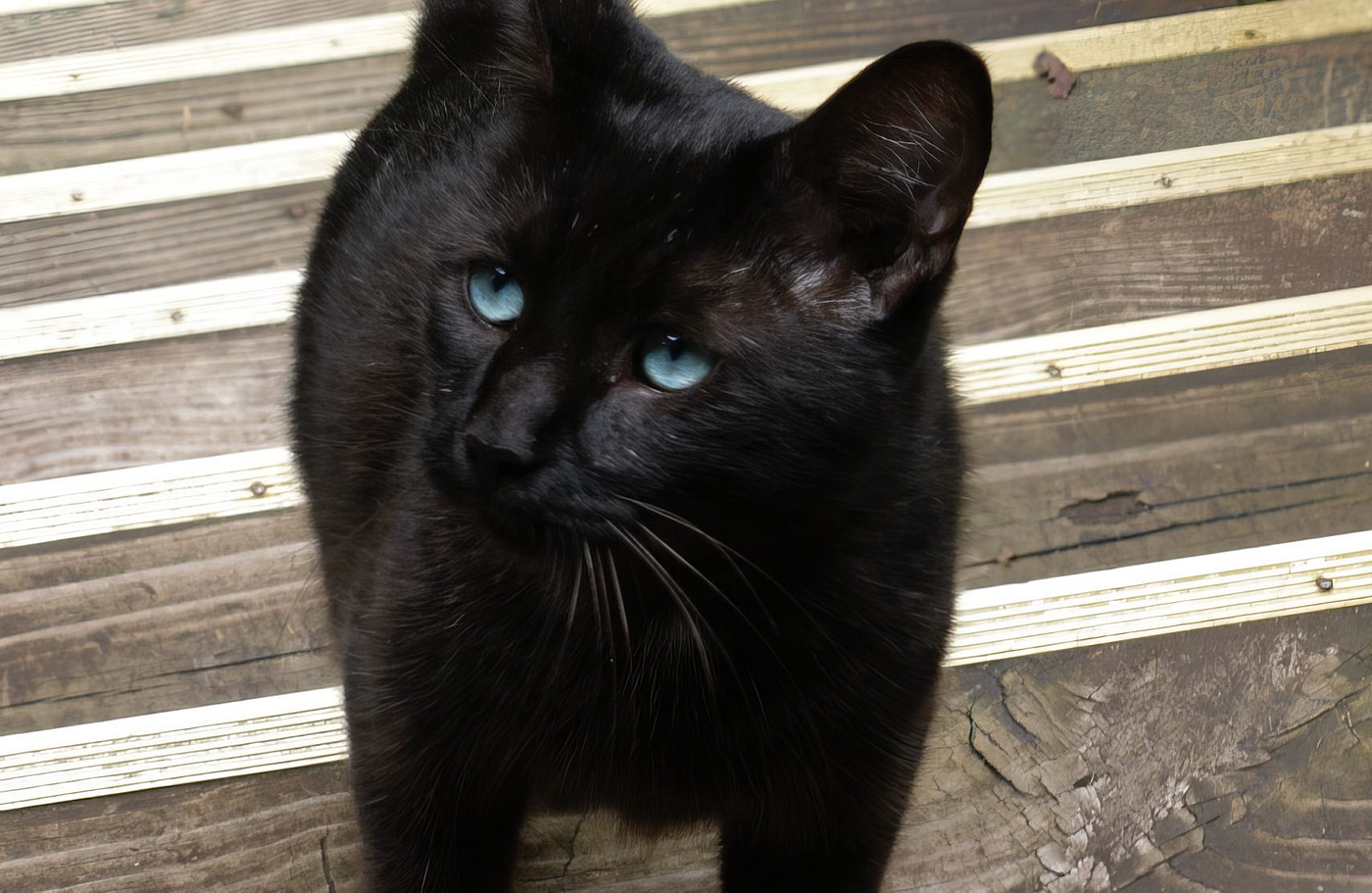 Azure Blue Color Eyes