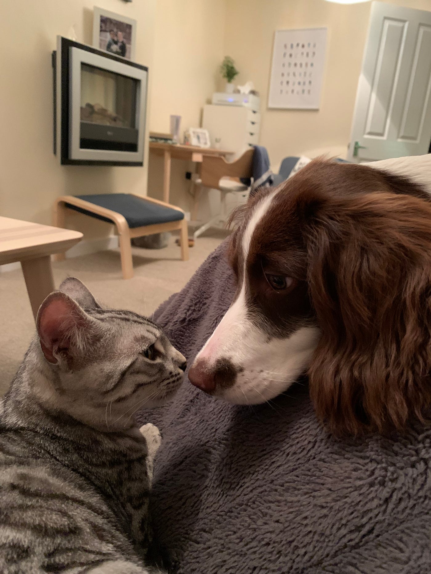 Puppies And Kittens Together
