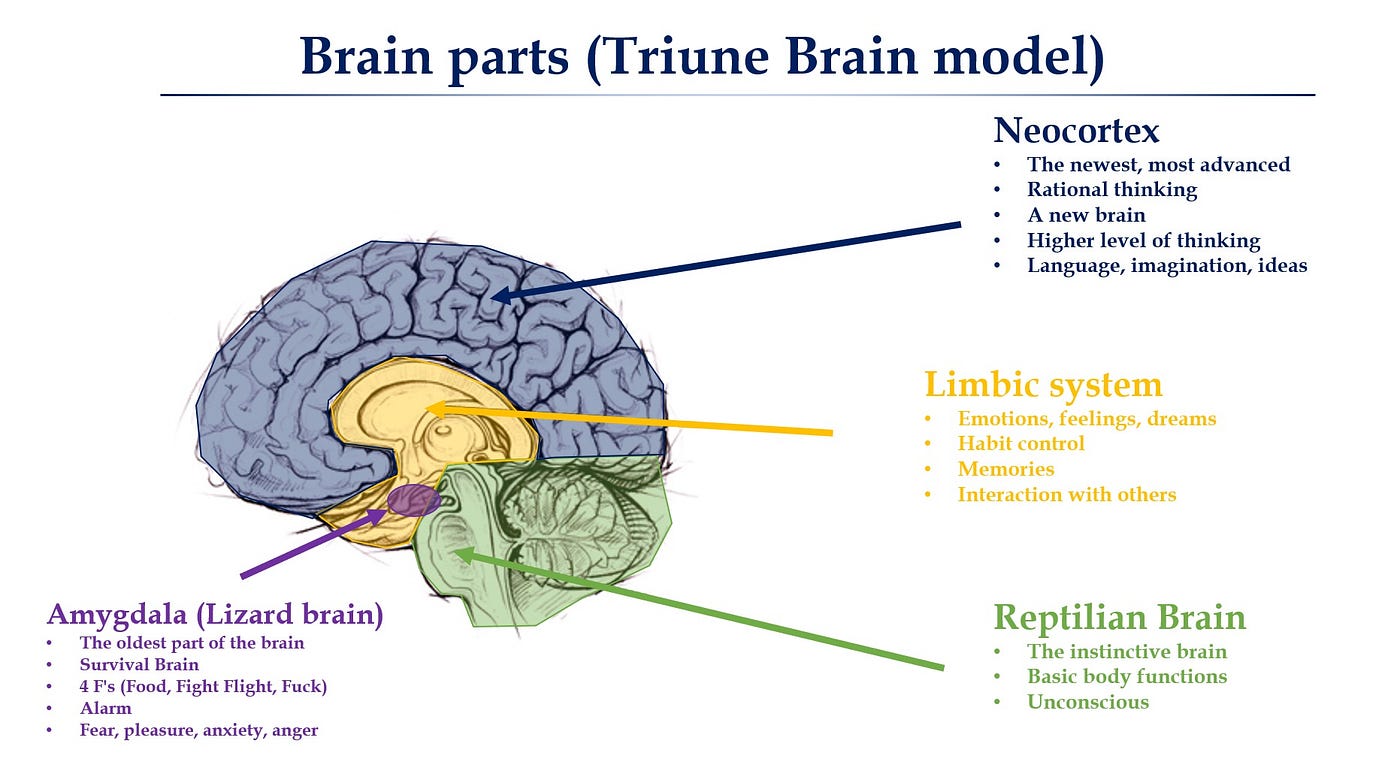 Reptile Brain Diagram