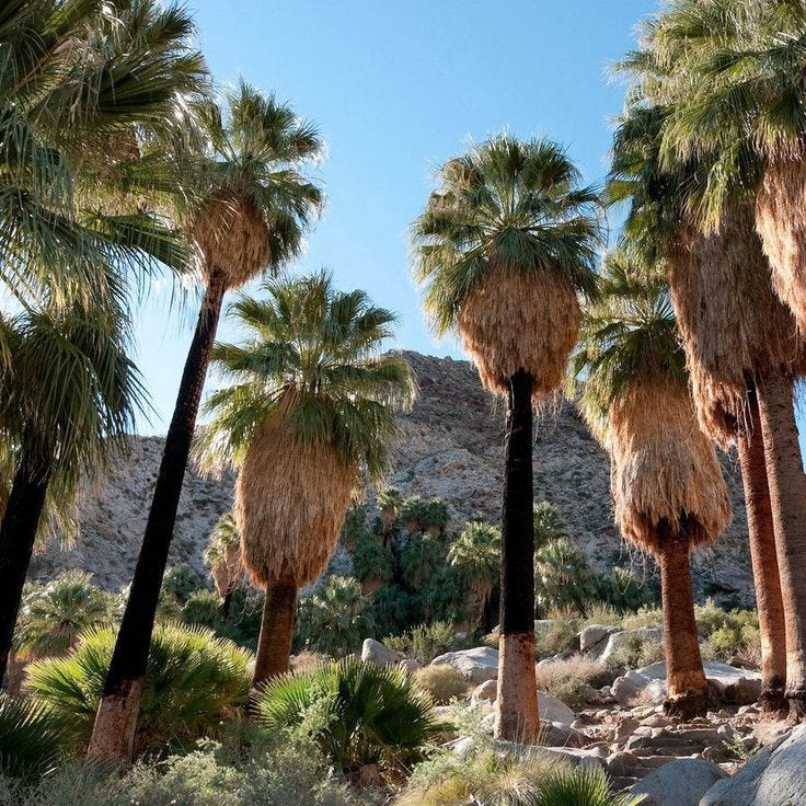 San Diego California Palm Trees