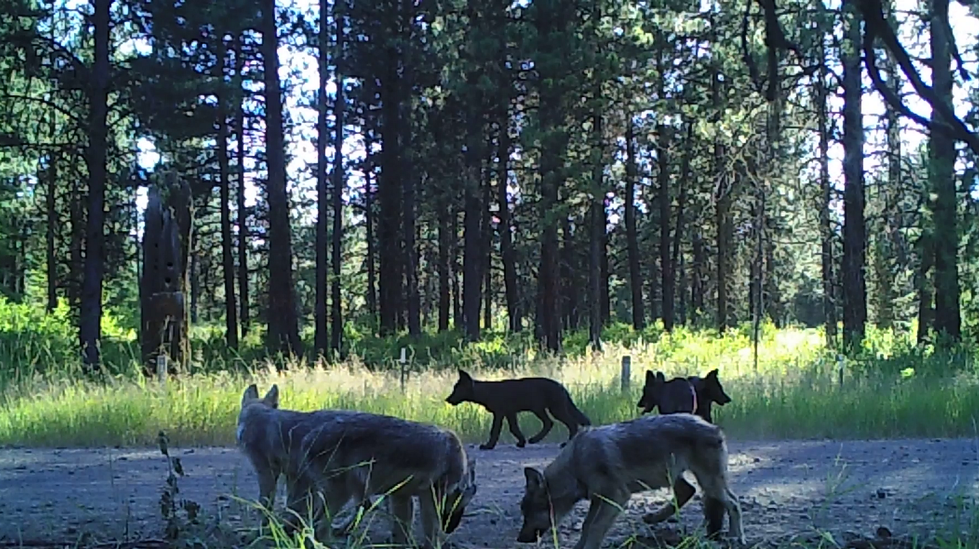 Wolf Pack In Woods