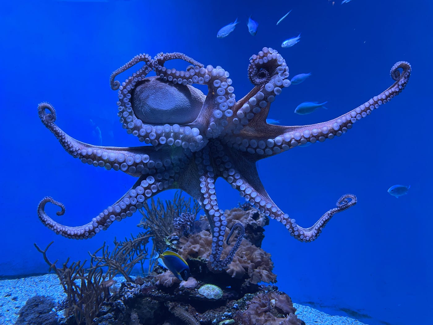 Octopus Brain