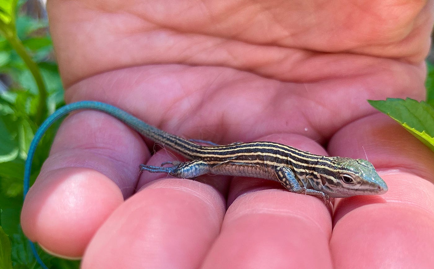 Blue Whiptail Lizard