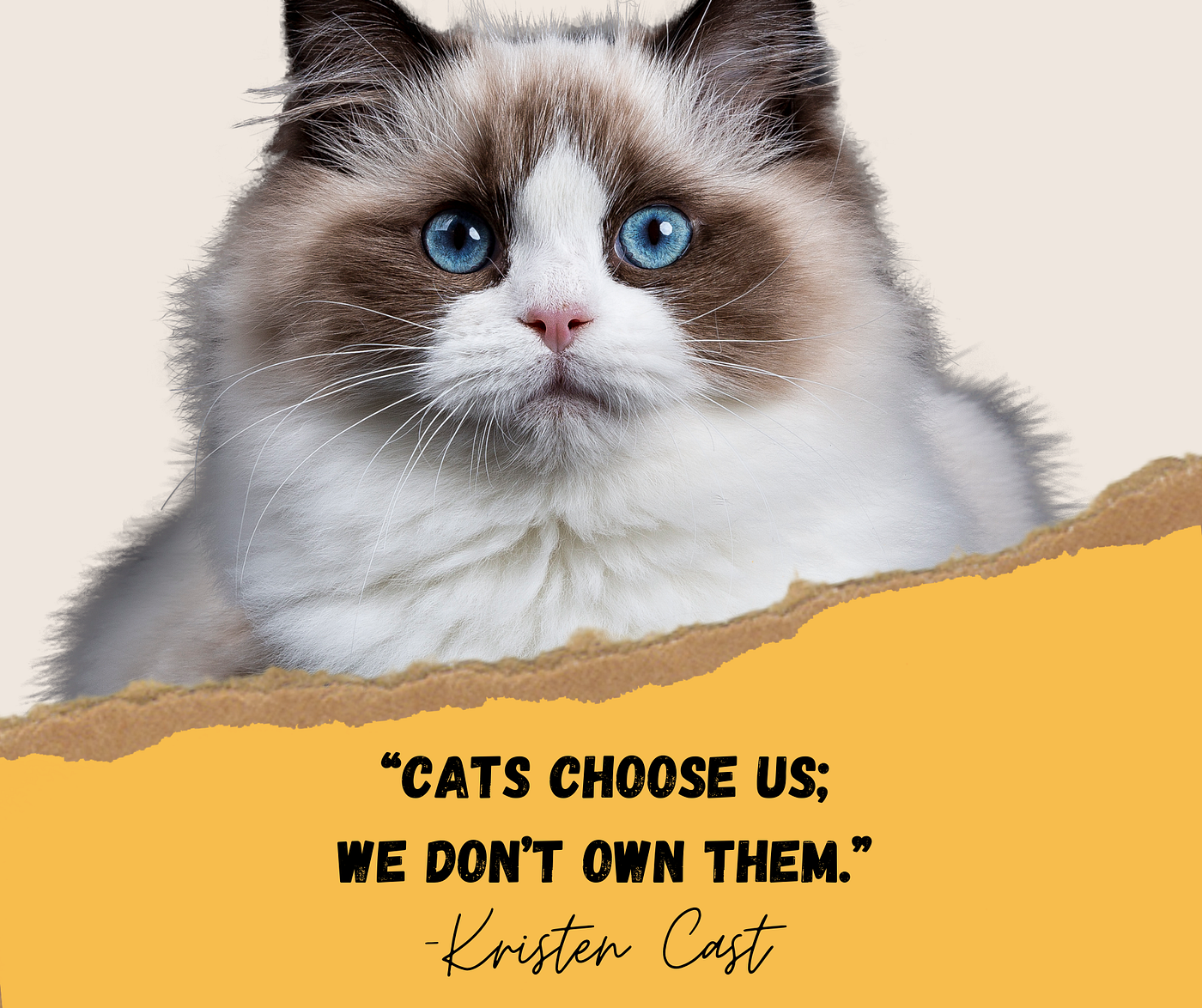Cat Quotes Cute