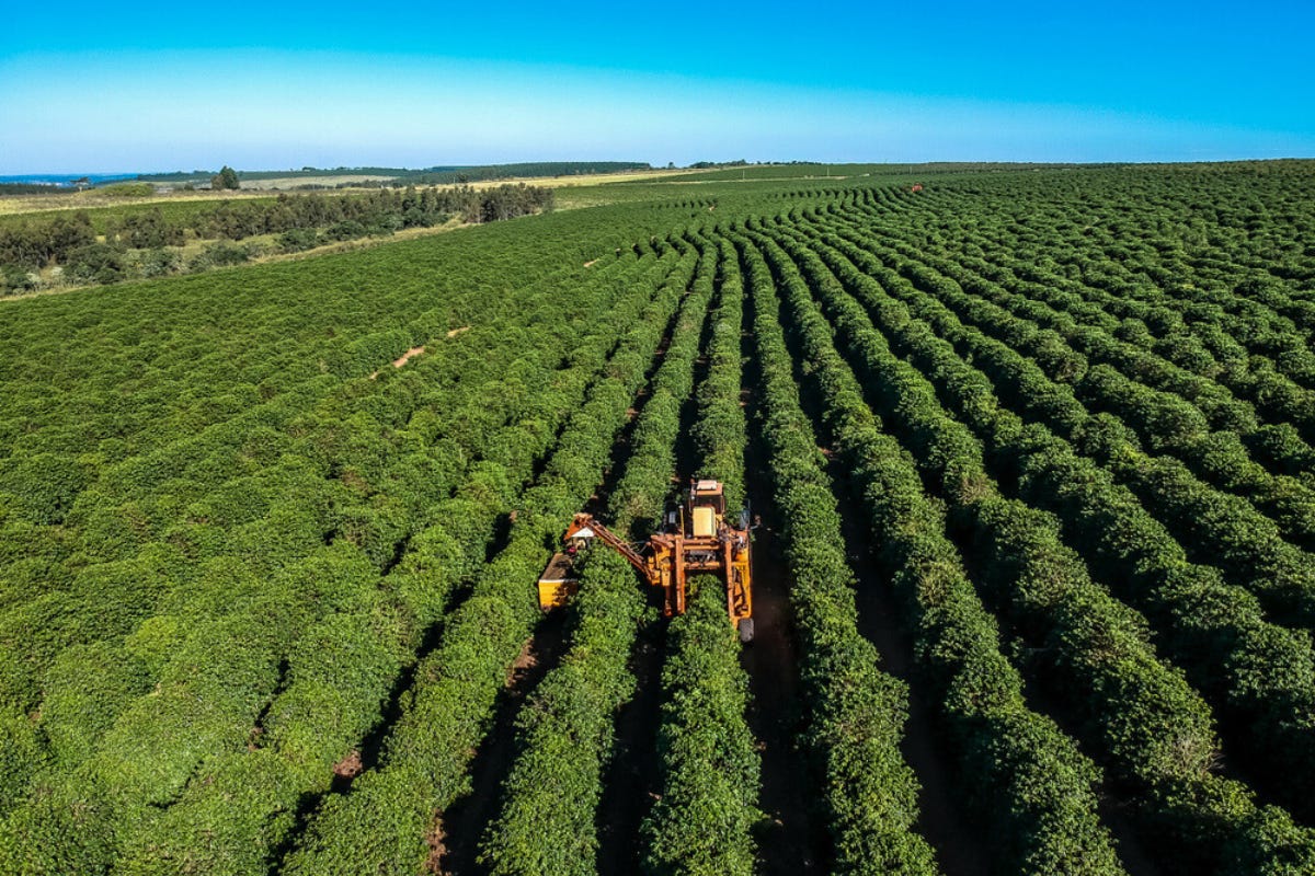 Robusta Coffee Plantation