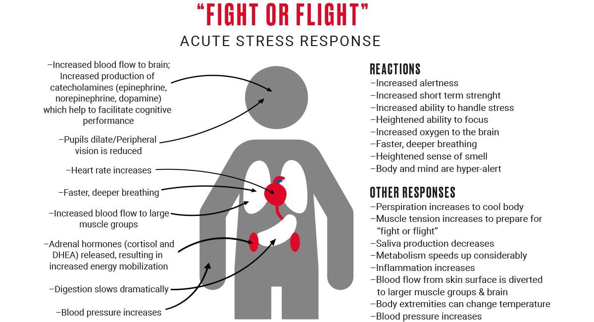 Fight Or Flight Response Epinephrine