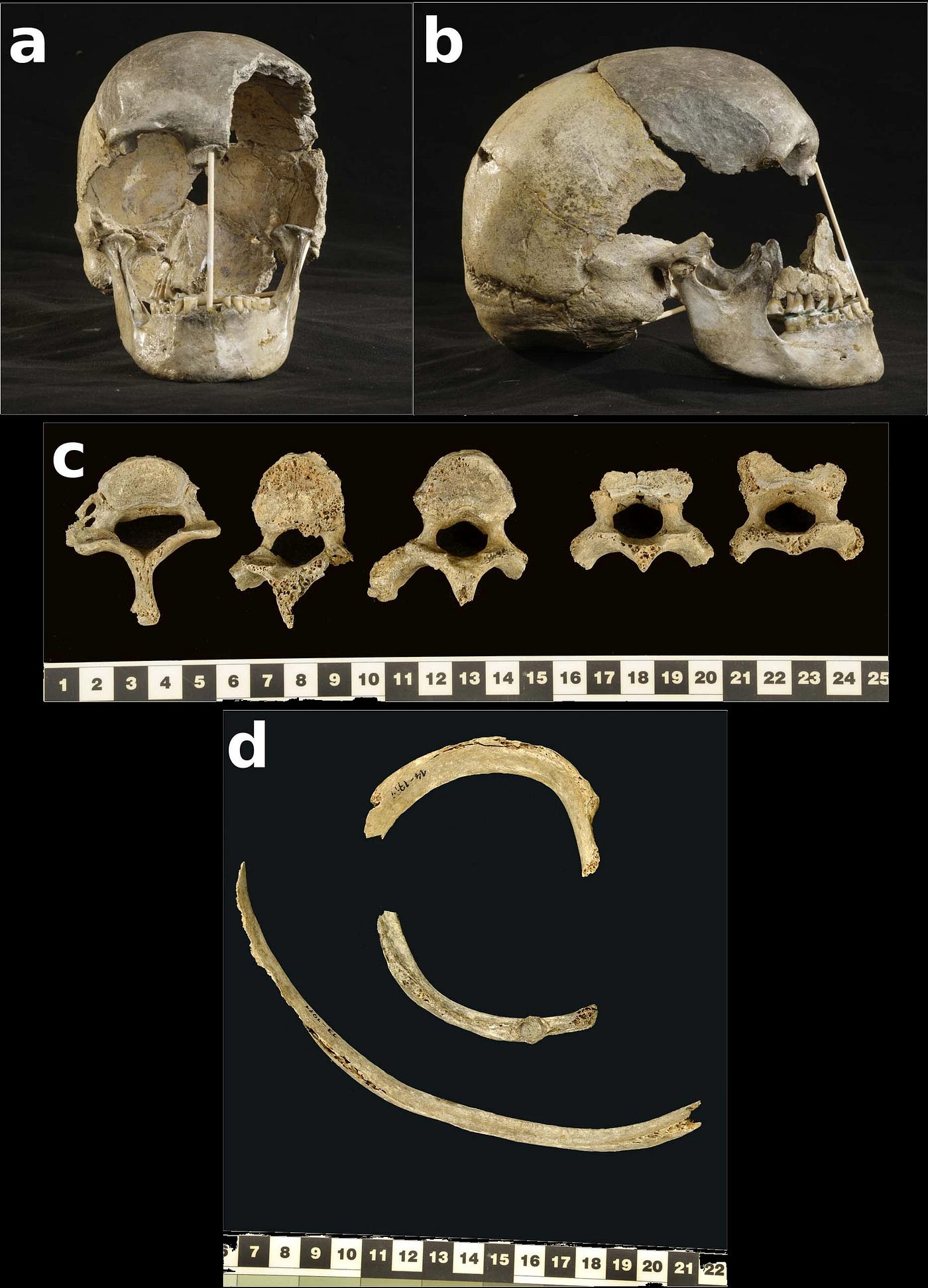 Homo Sapiens Face