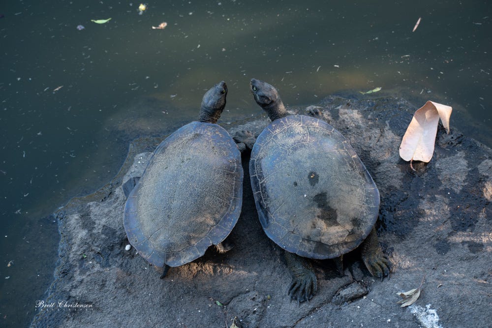 Haiku Poems About Turtles