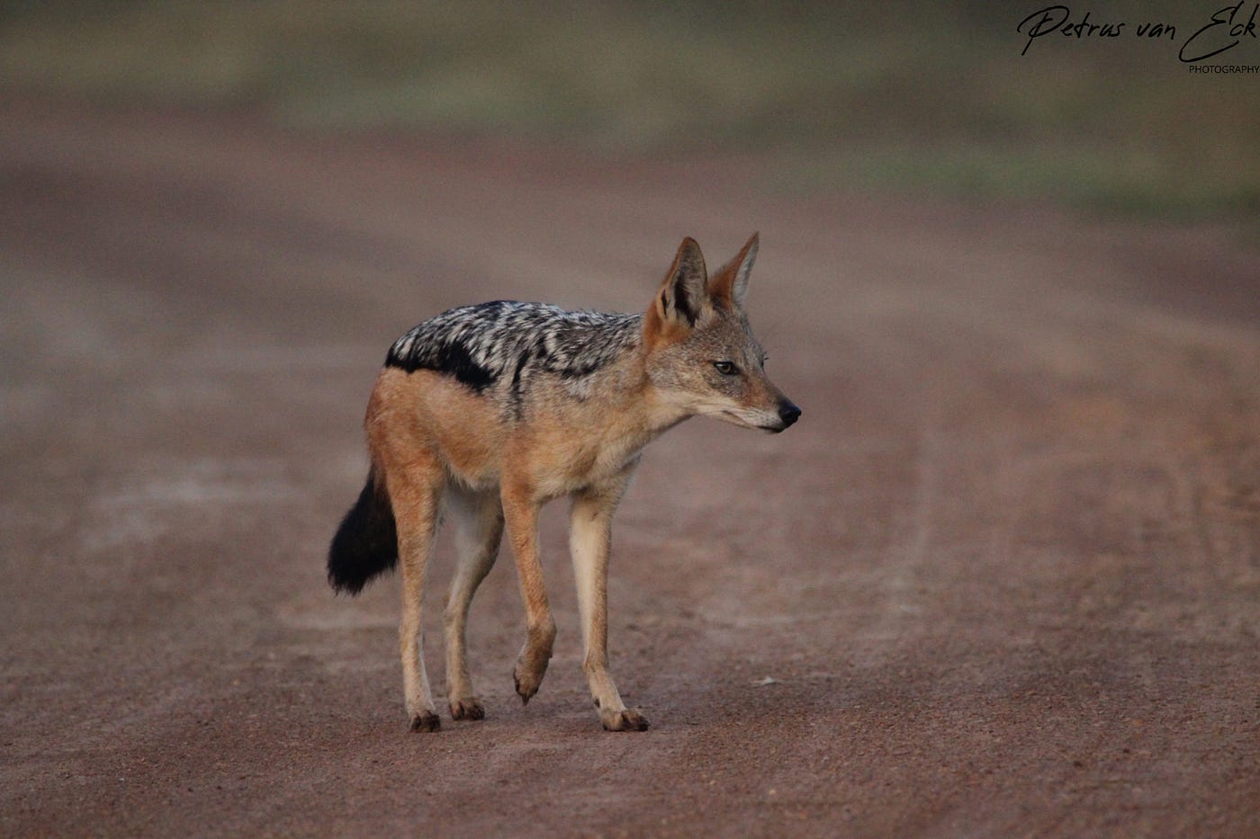 Watch Out For The Blackbacked Jackal Featured Creature