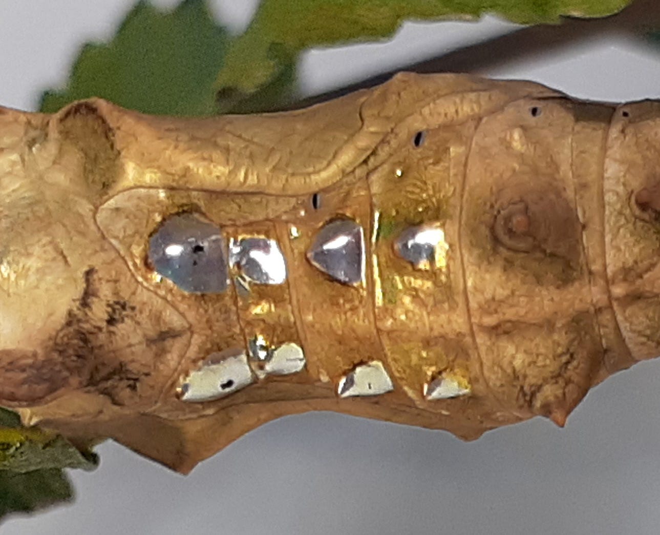 Question Mark Butterfly Chrysalis Butterfly Life Cycles Betty Hall