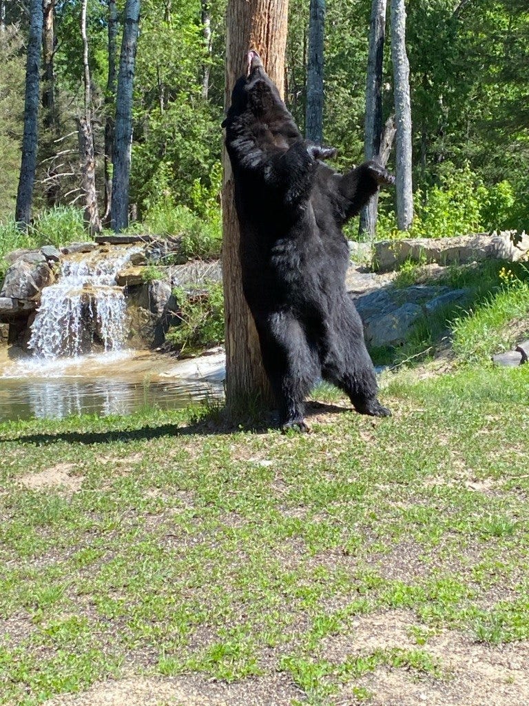 Population Map Of Mn Bears How Many Black Bears Are There In Missouri?