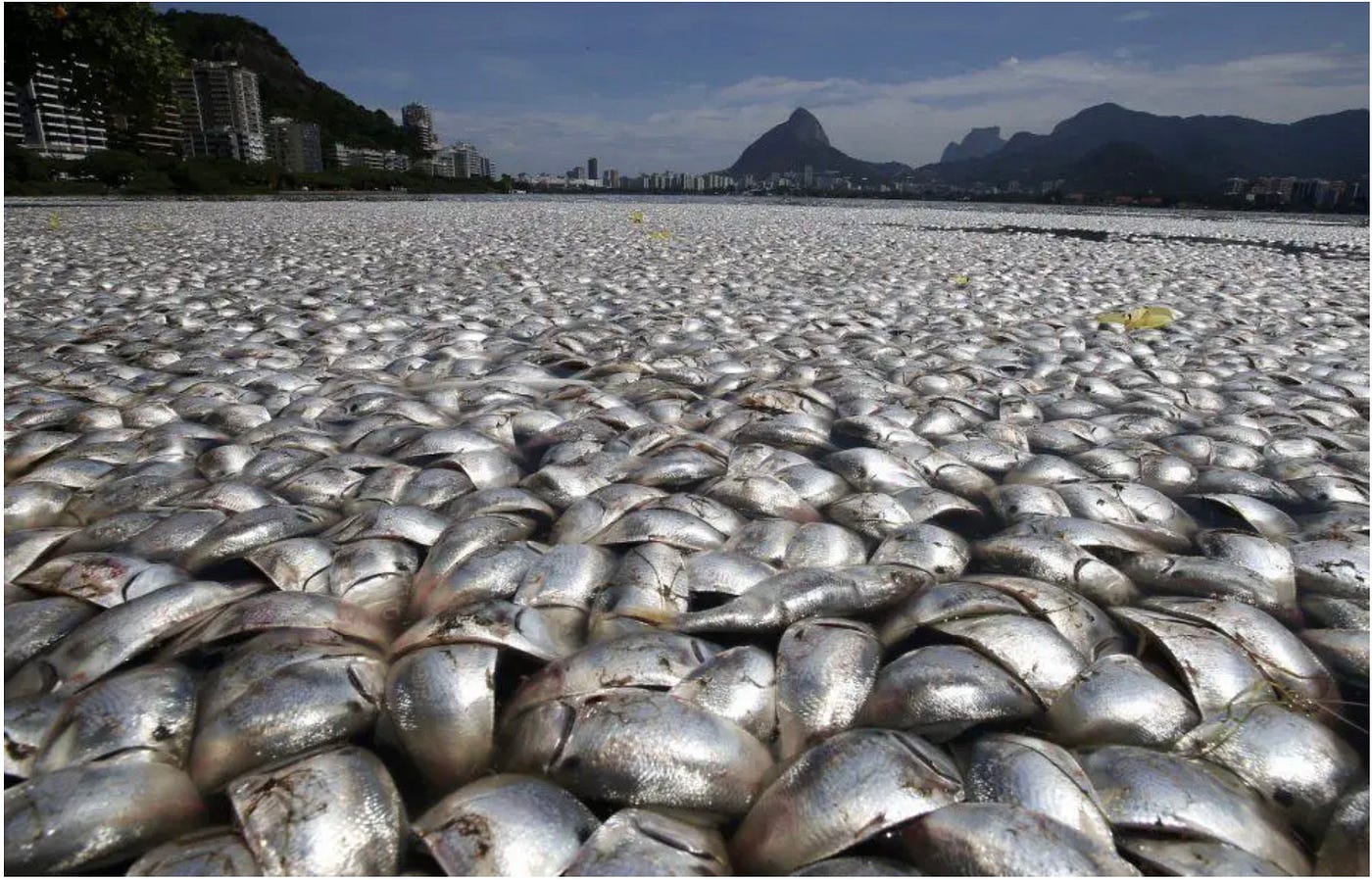 Rhine River Pollution