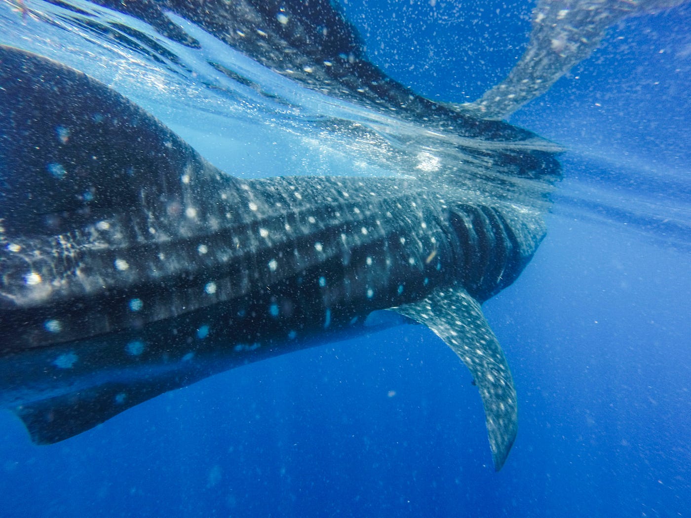 Blue Whale Fish Hunting